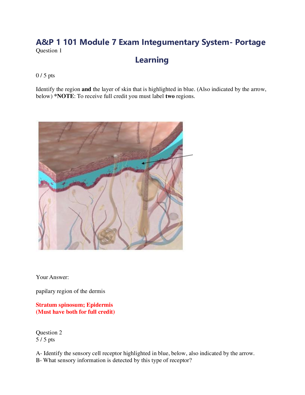 A&P 1 101 Module 7 Exam Integumentary System- Portage Learning ...