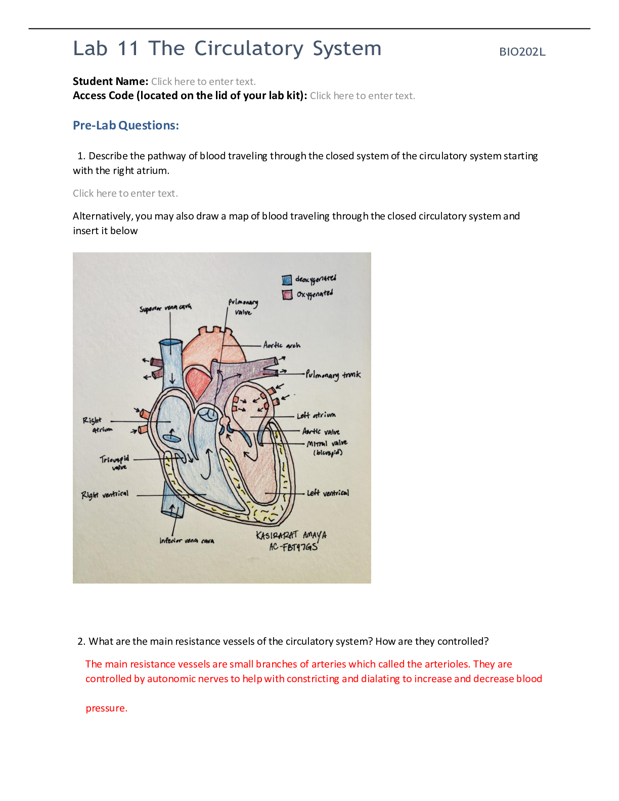 BIO 202L Lab 11 Worksheet- The Circulatory System - Scholarfriends
