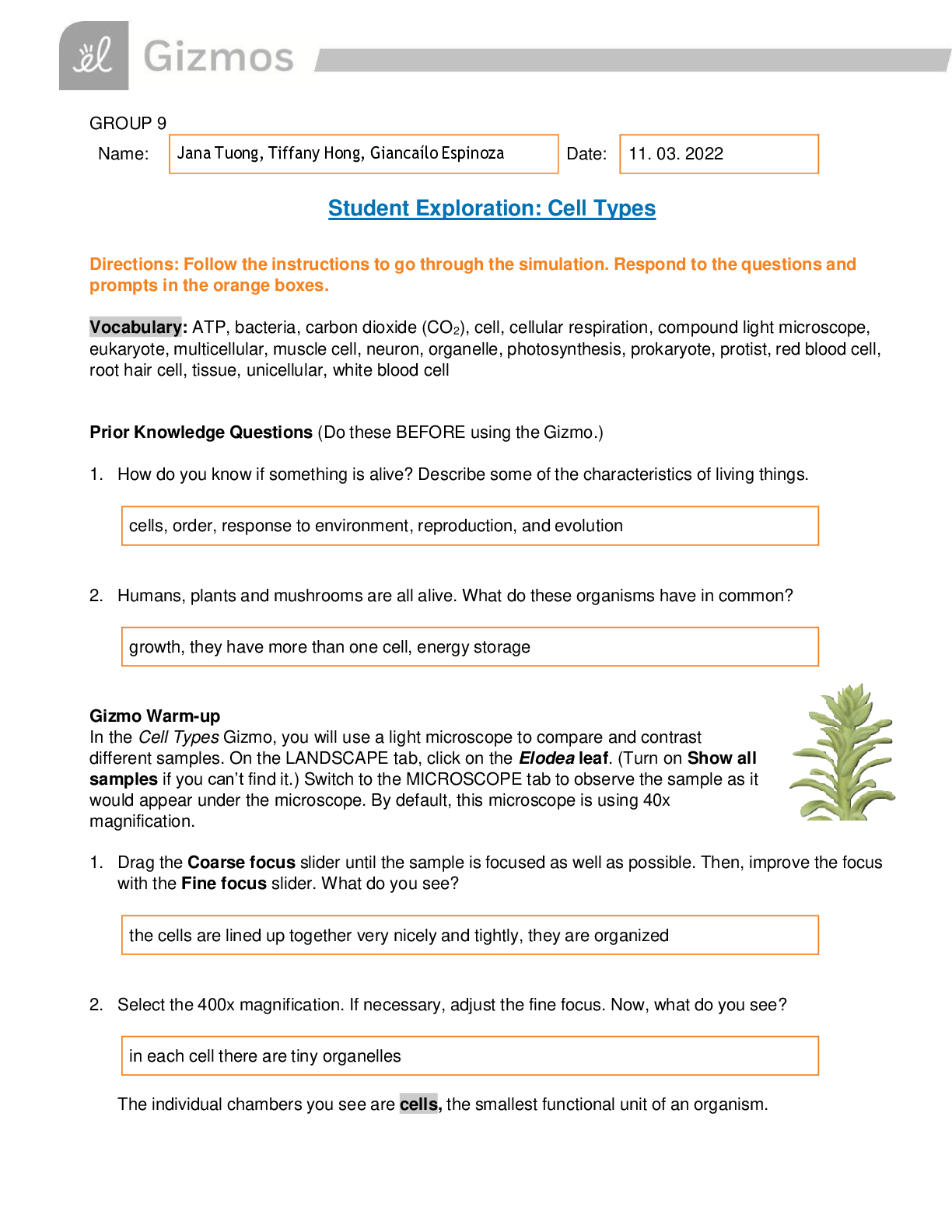 GIZMO CELL TYPES | Student Exploration Cell Types | ALL ANSWERS CORRECT ...