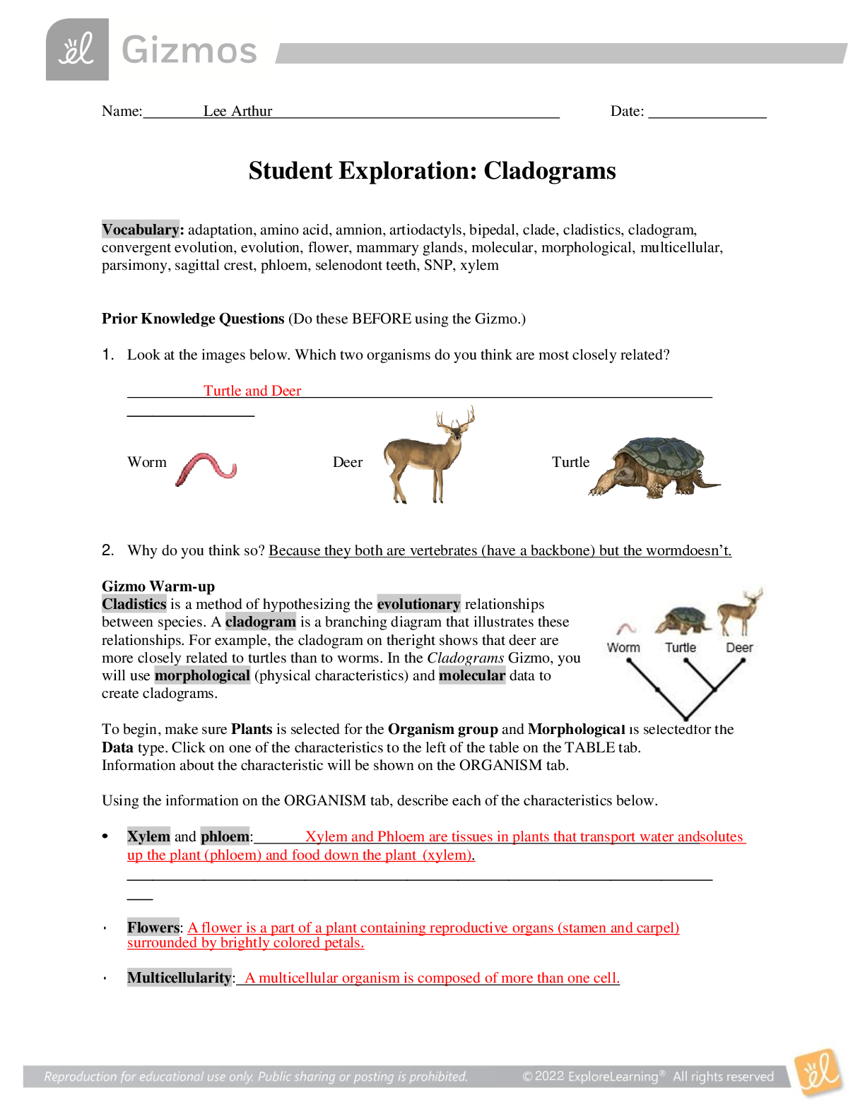 Gizmos Student Exploration: Cladograms Answer Key - Scholarfriends