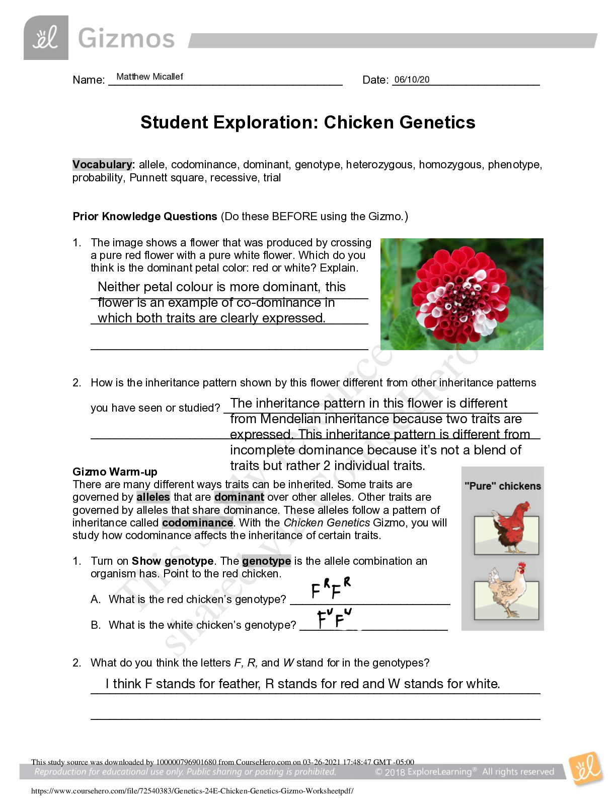 Genetics 24E Chicken Genetics Gizmo Worksheet - Scholarfriends
