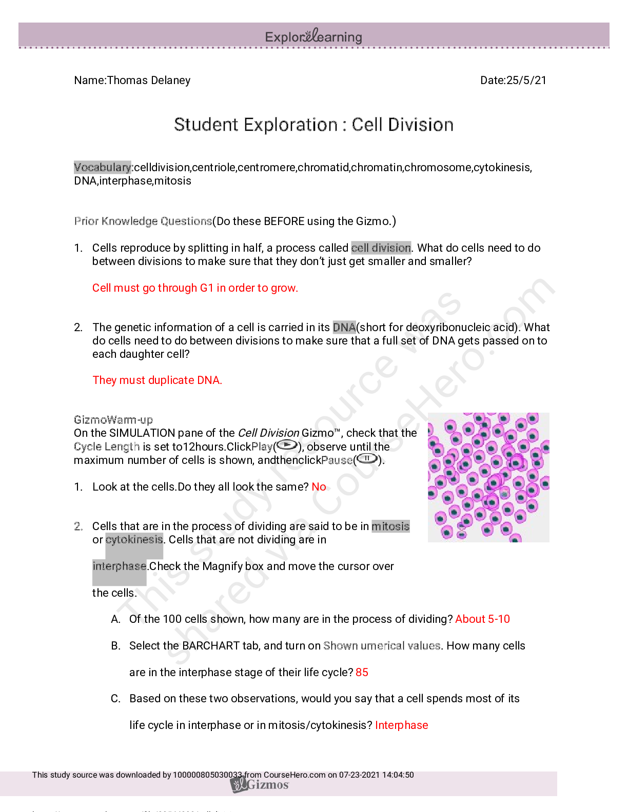 Gizmos: Student Exploration: Cell Division - Scholarfriends