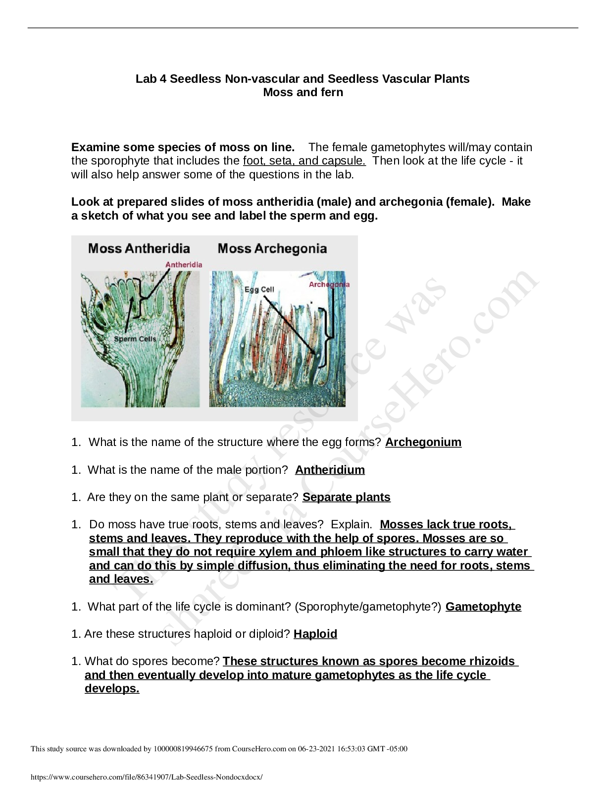 Lab 4 Seedless Non-vascular and Seedless Vascular Plants Moss and fern ...