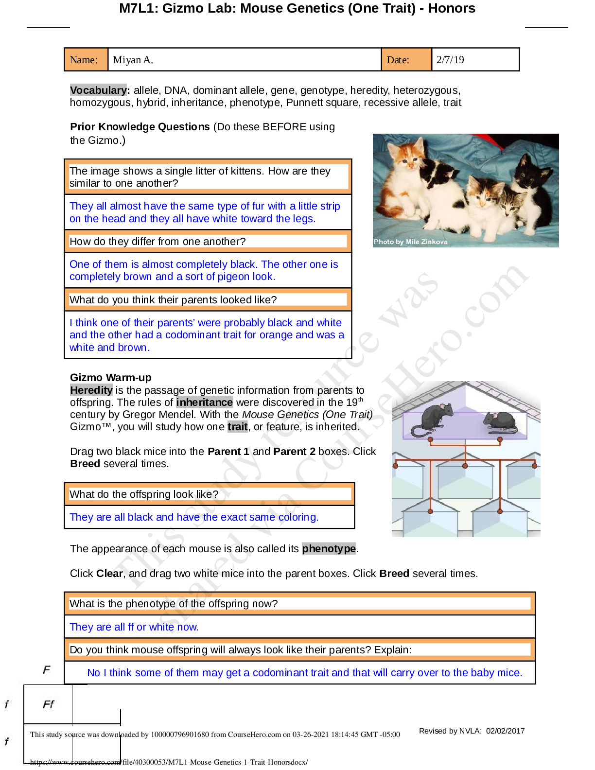 Gizmos Student Exploration: Mouse Genetics (One Trait) - Scholarfriends