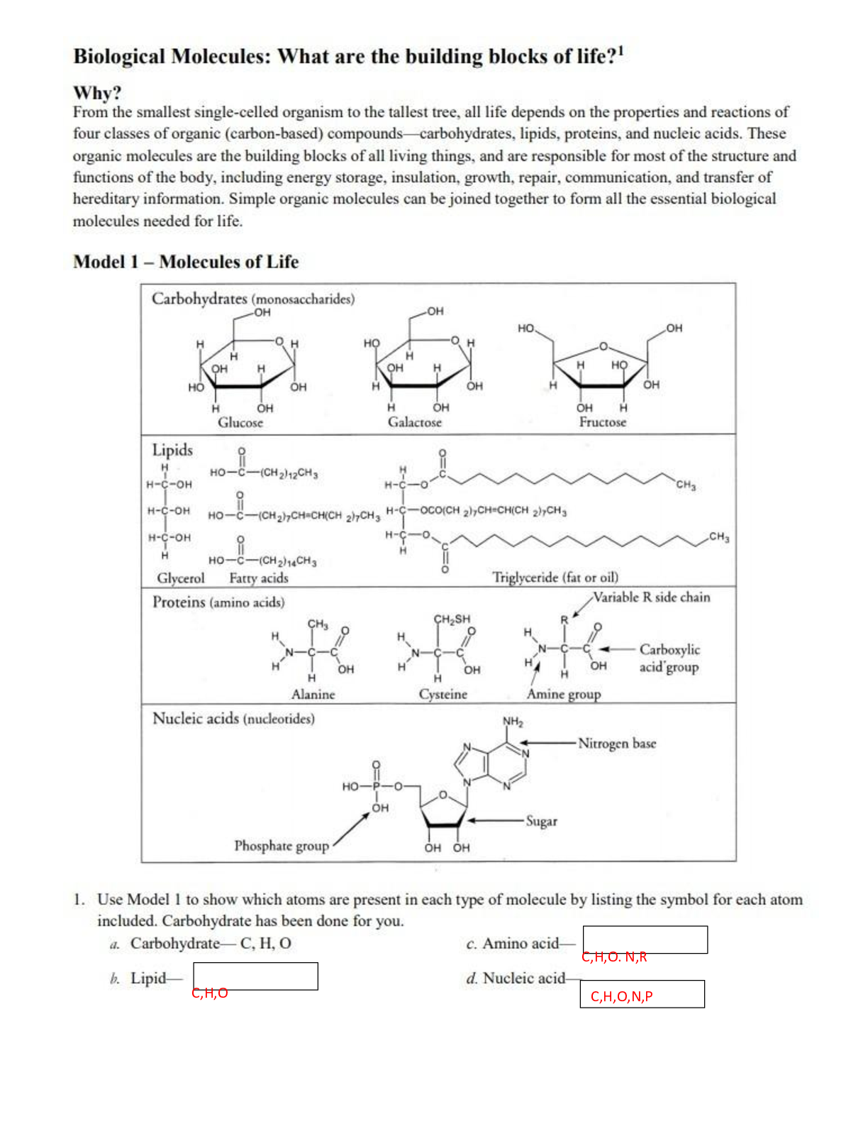 Macromolecule POGIL Answer Key| Complete Solutions - Scholarfriends