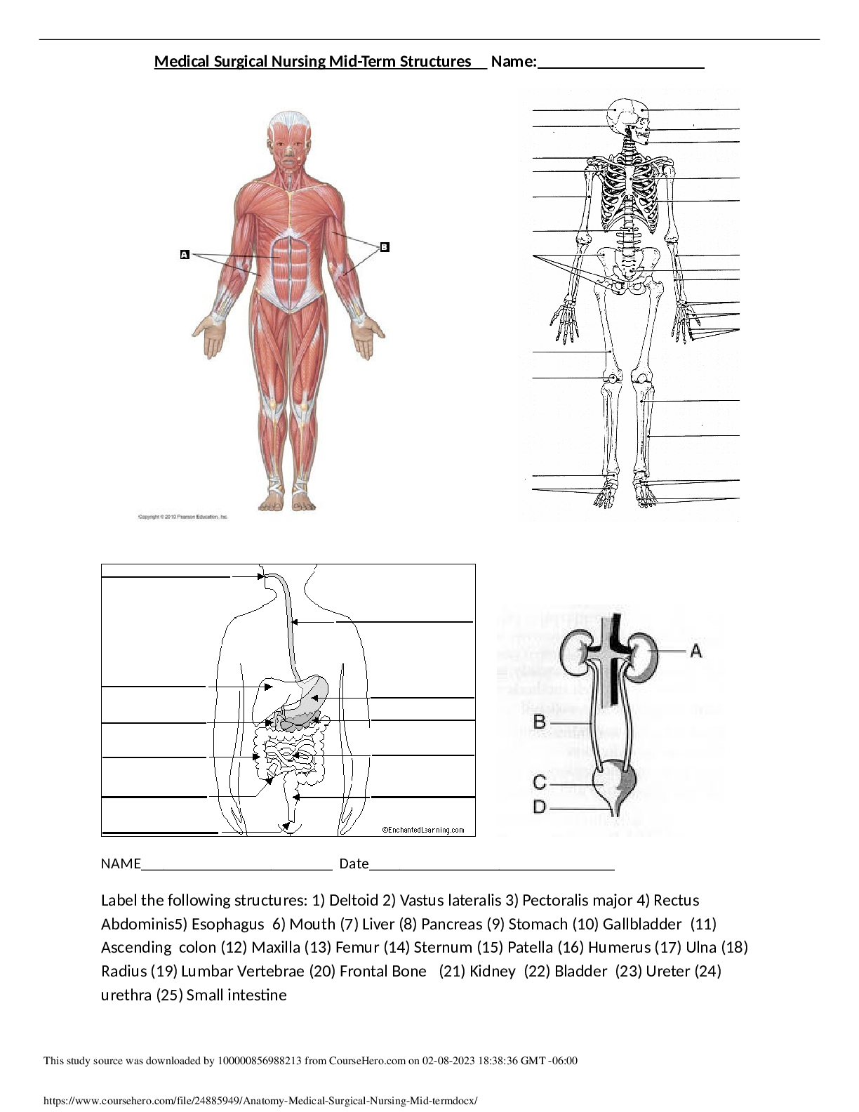Medical Surgical Nursing Mid-Term Structures – Scholarfriends ...