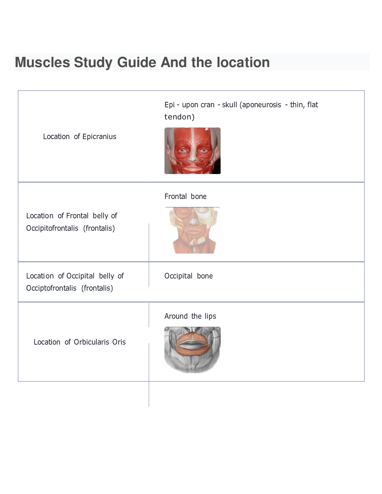 Muscles Study Guide And the location in human body - Scholarfriends