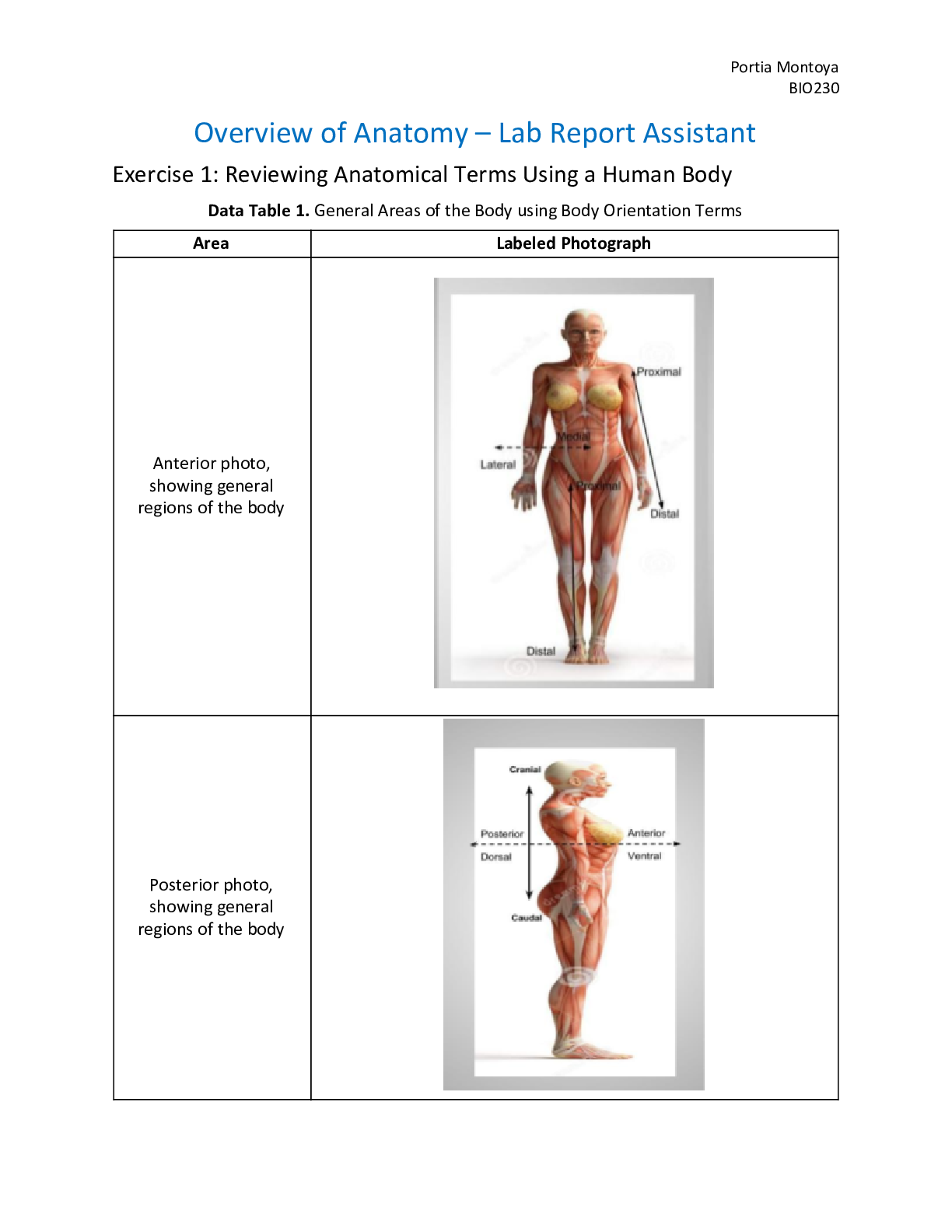 BIOL 230 Portia Montoya Overview of Anatomy – Lab Report Assistant ...