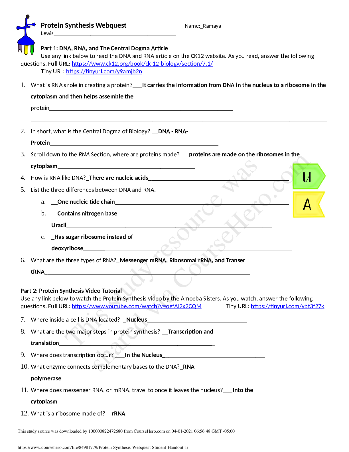 Ray Braswell High School-Little Elm - BIOL 1113Protein_Synthesis ...