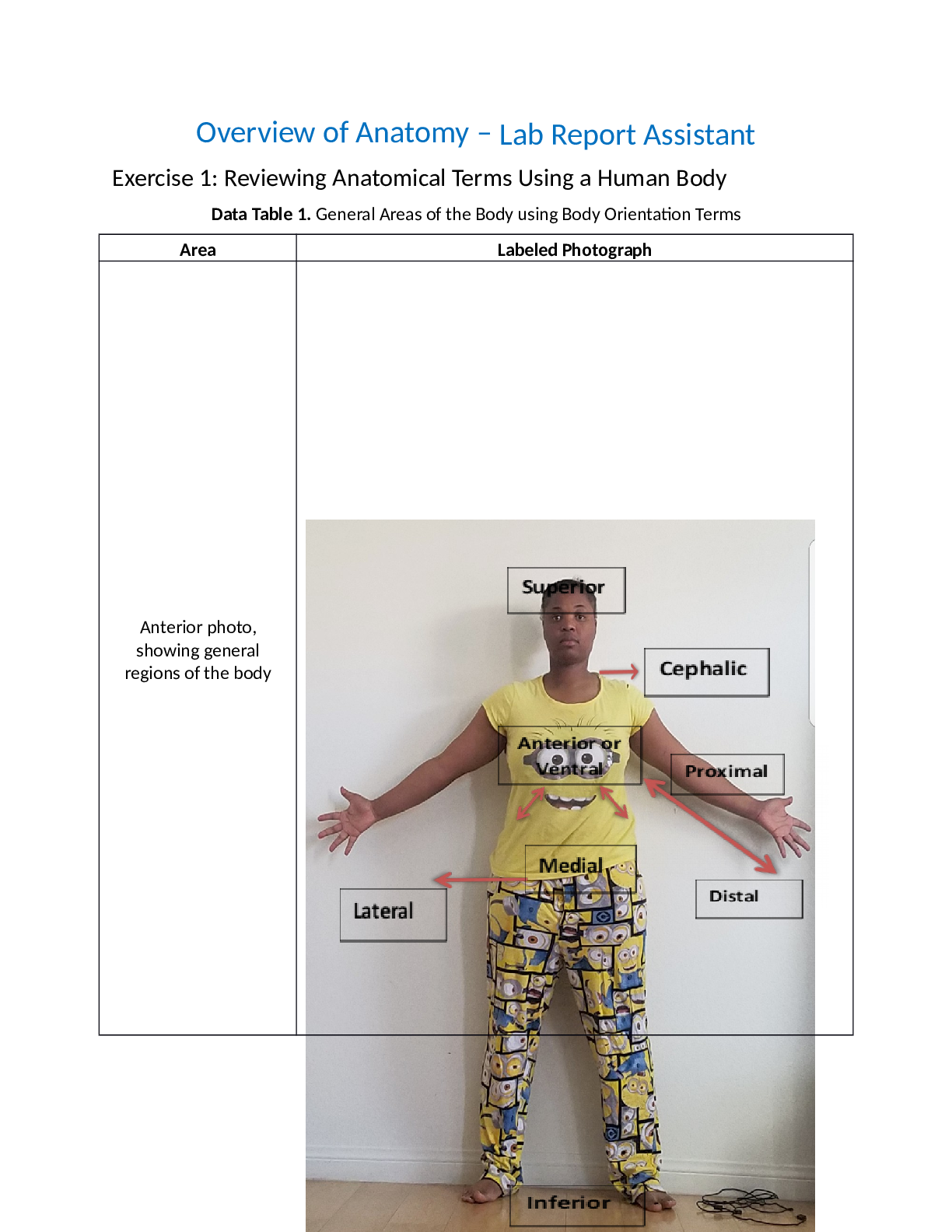 BIOL 230 Overview of Anatomy – Lab Report Assistant Exercise 1 ...